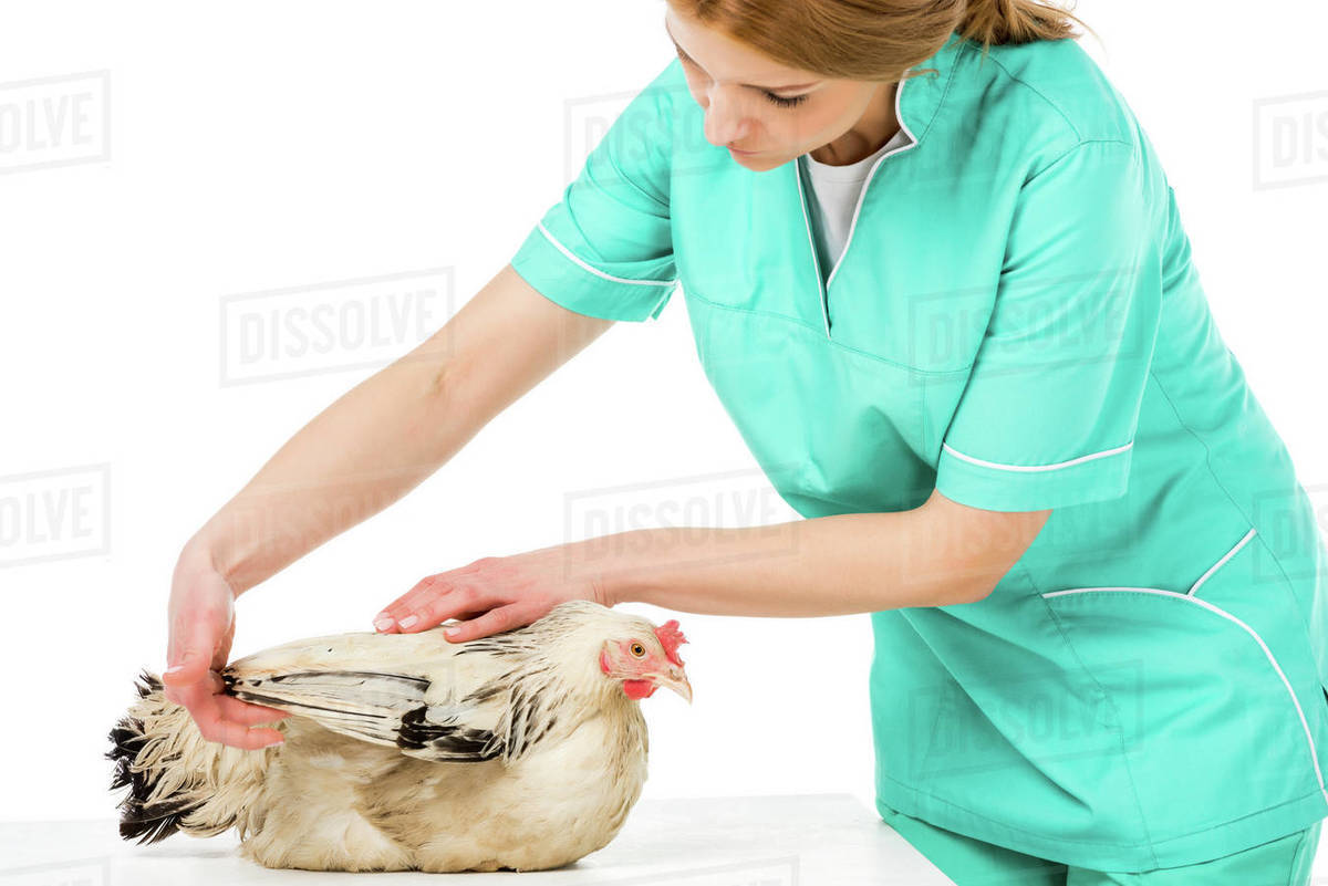 Portrait of veterinarian examining chicken isolated on white - Royalty ...