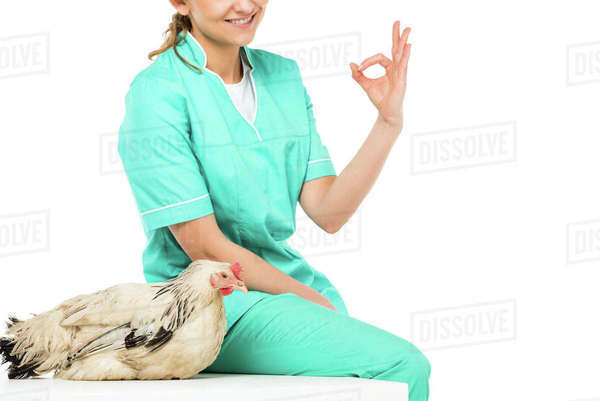 Cropped shot of smiling veterinarian showing ok sign with chicken near ...