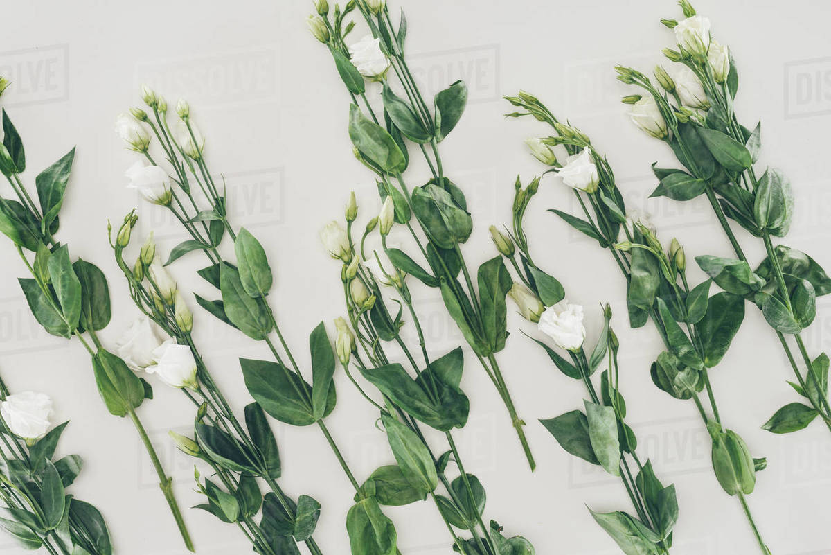 Beautiful blooming white eustoma flowers with green leaves on grey ...
