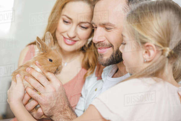 Portrait of happy family with one child playing with cute fluffy rabbit ...