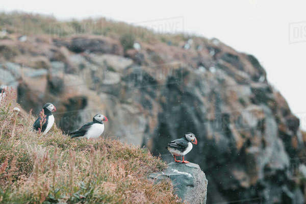 Beautiful puffins on cliff and grass, vik dyrholaey, reynisfjara beach ...