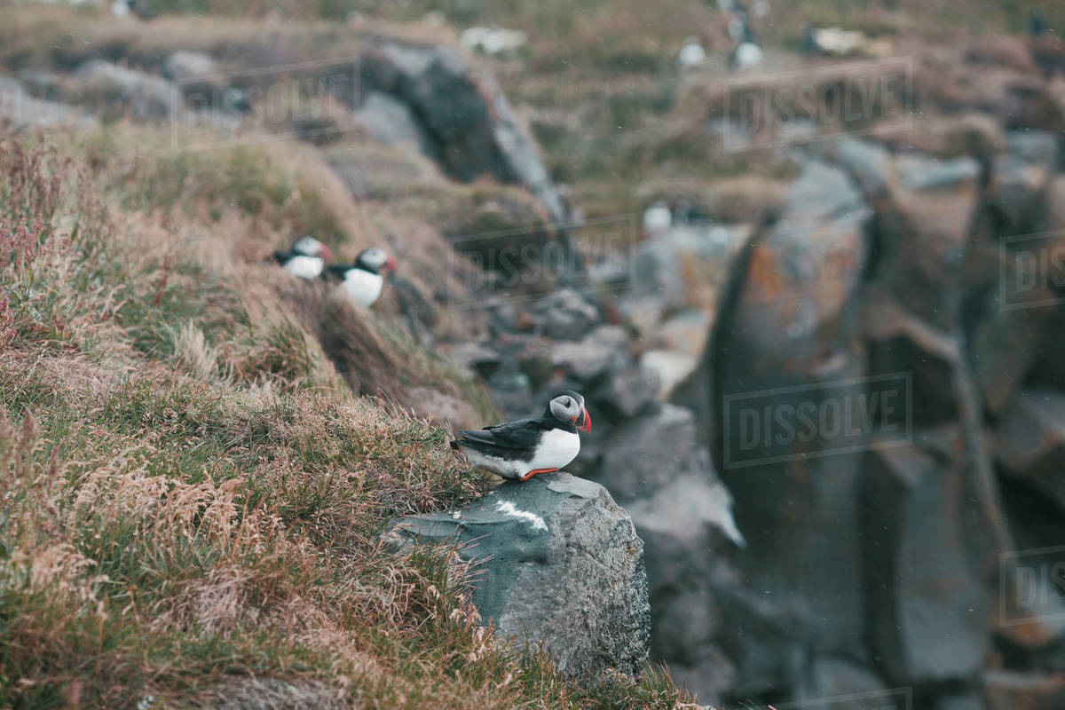 Beautiful Icelandic birds on rocky mountain covered with grass, vik ...