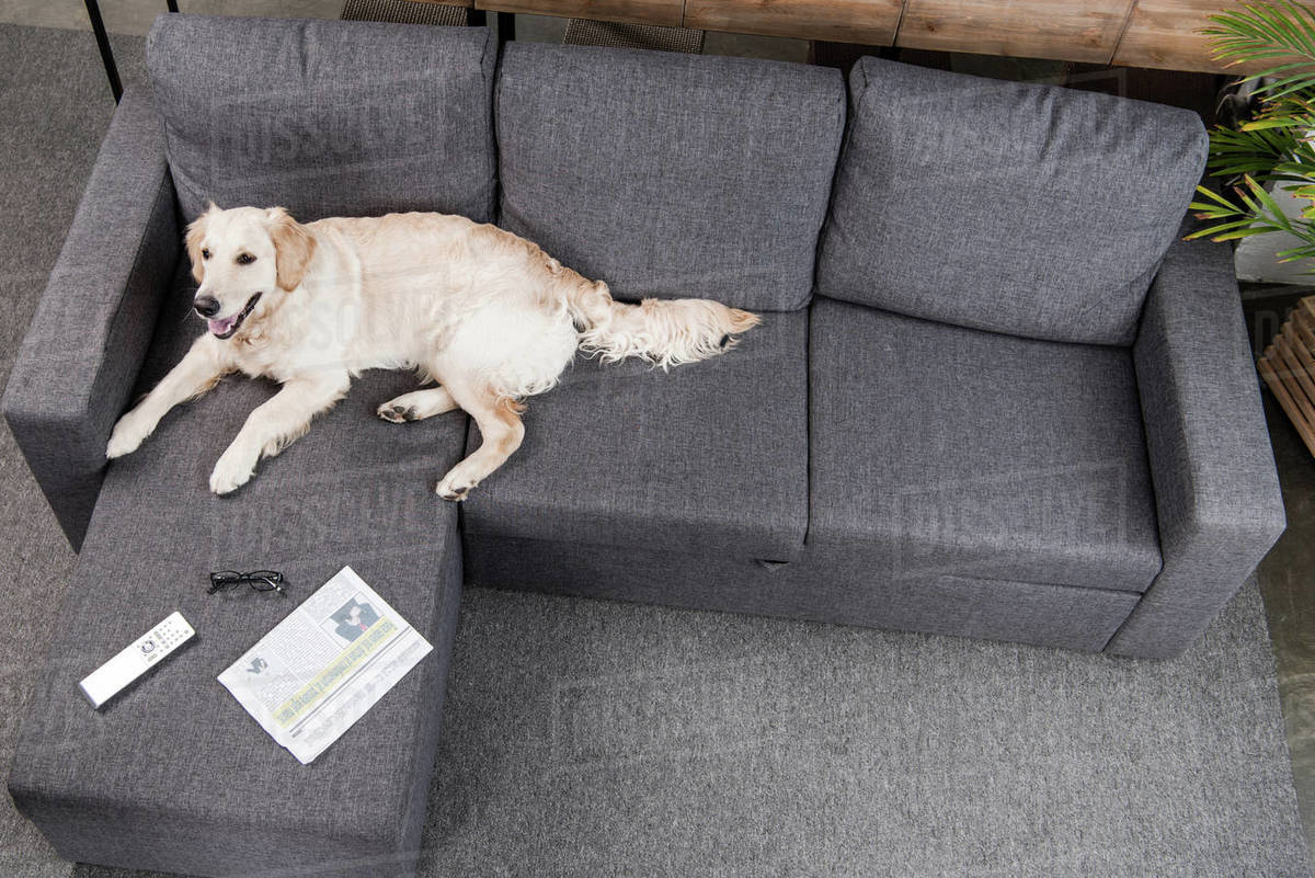 golden retriever dog lying on sofa with tv remote control, newspaper ...