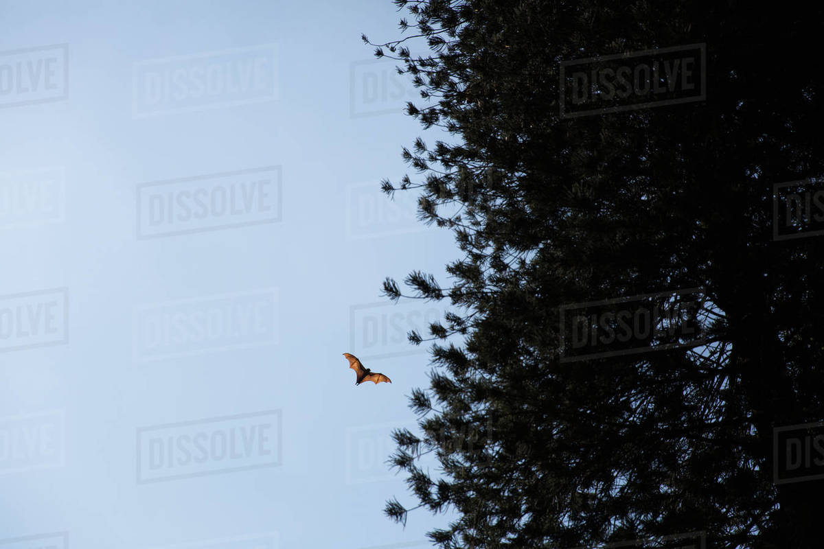 Bottom view of wild bird flying near tree, sri lanka, kandy - Royalty ...