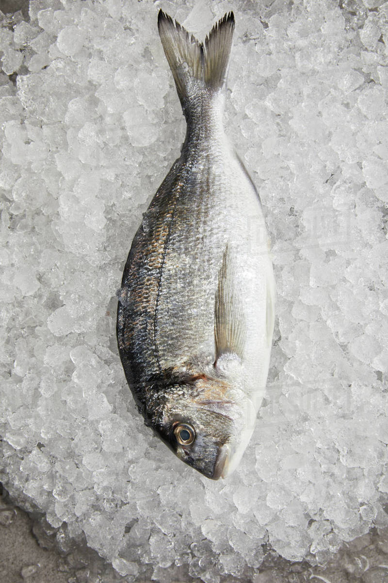 Top view of raw gilt-head bream on crushed ice - Royalty-free Stock ...