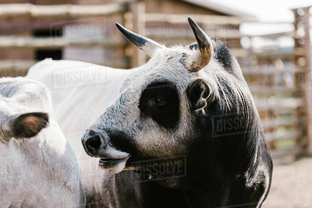 Close up view of domesticated bull at zoo - Royalty-free Stock Photo ...
