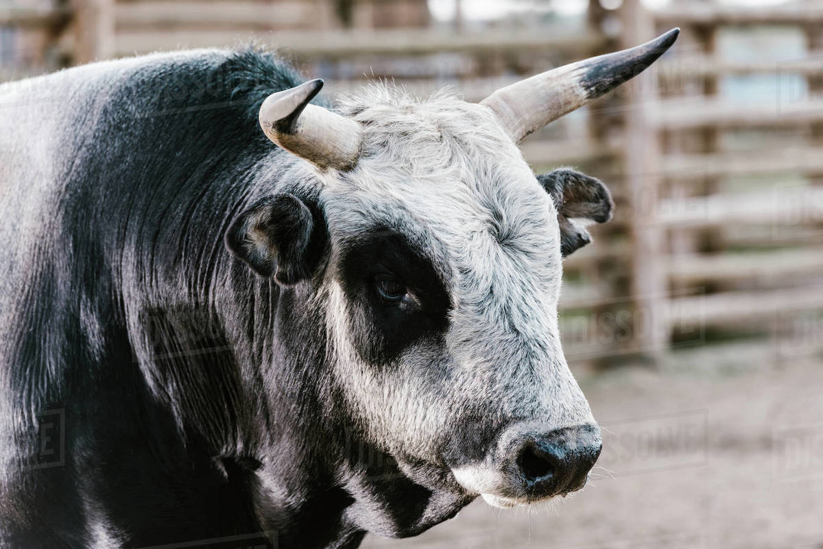 Close up view of domesticated bull at zoo - Stock Photo - Dissolve
