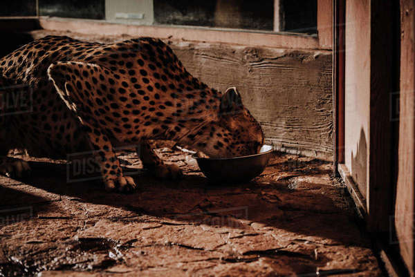 Close up view of cheetah animal eating meal at zoo - Royalty-free Stock ...