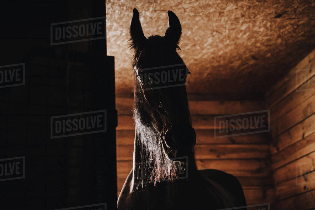 Selective focus of beautiful horse in standing stall at zoo - Royalty ...