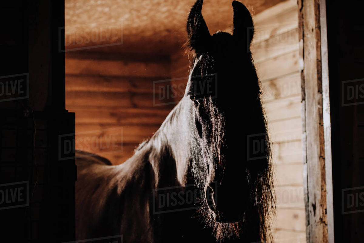 Selective focus of beautiful horse in standing stall at zoo - Stock ...