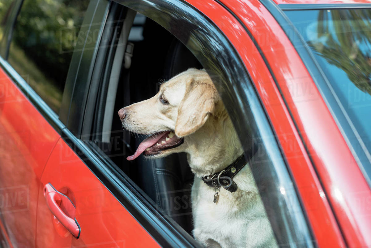 Side view of cute Labrador dog looking out from window in red car ...