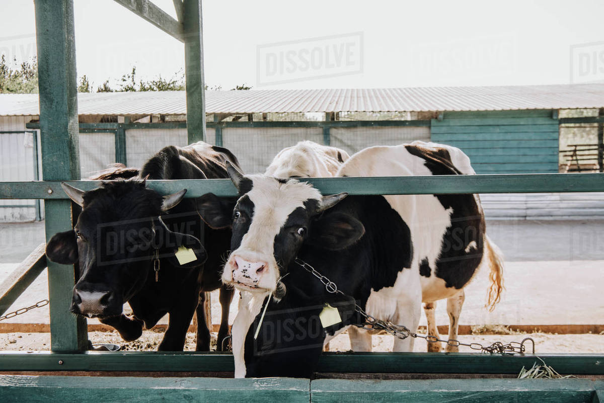 Beautiful domestic cows standing in stall at farm - Royalty-free Stock ...