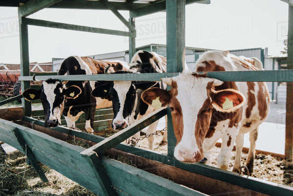 Domestic beautiful cows standing in stall at farm - Royalty-free Stock ...