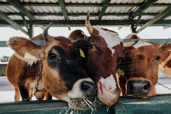 Close up view of domestic beautiful cows eating hay in stall at farm ...