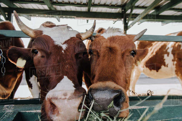 Portrait of brown domestic beautiful cows eating hay in stall at farm ...