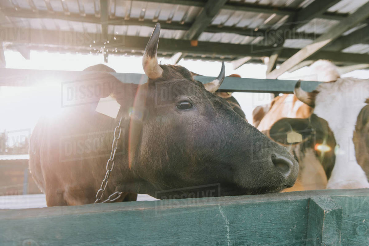 Domestic cows standing in stall at farm with sunlight on background ...
