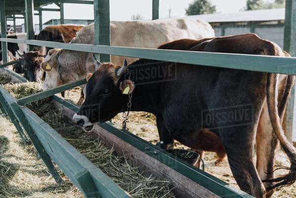 Domestic beautiful cows eating in stall at farm - Royalty-free Stock ...