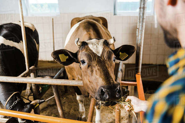 Cropped image of farmer feeding cow with hay in stable - Royalty-free ...