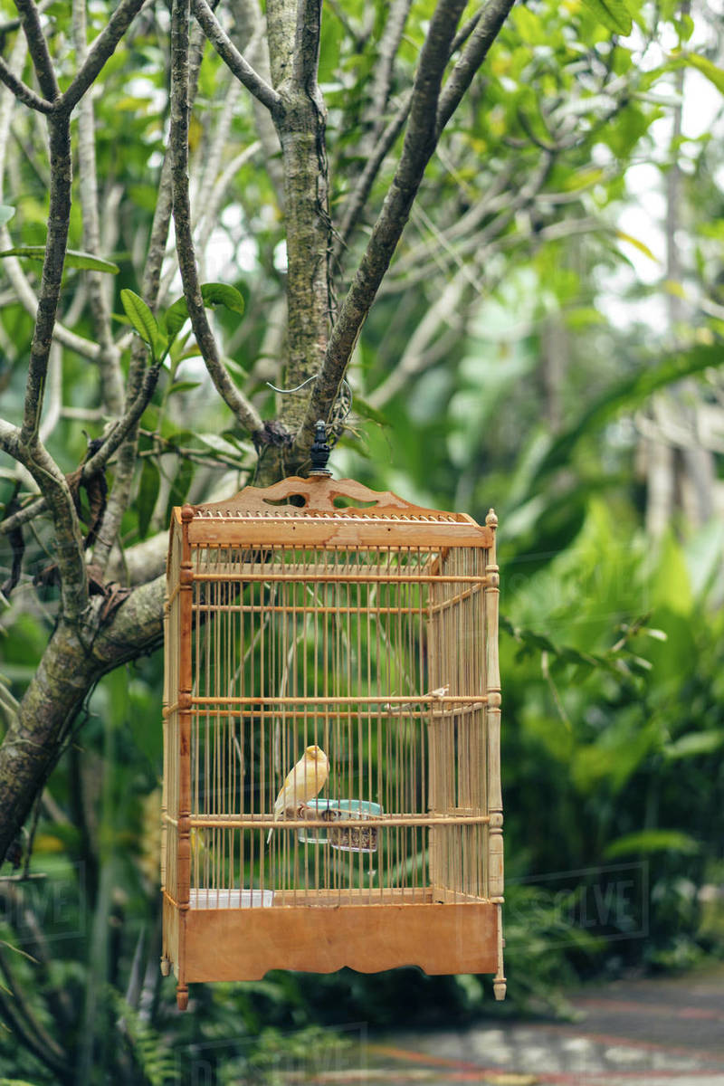 Close up view of little bird in wooden cage that hanging on tree ...