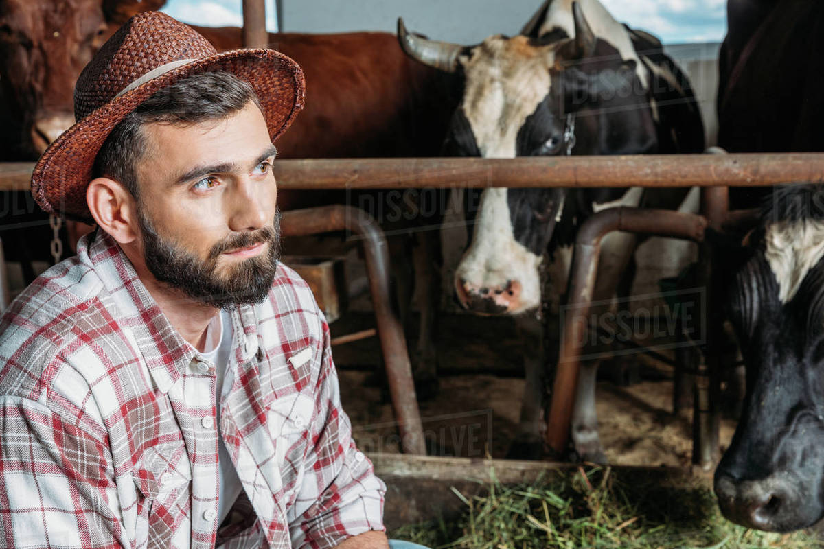 pensive bearded farmer looking away while feeding cows in stall ...