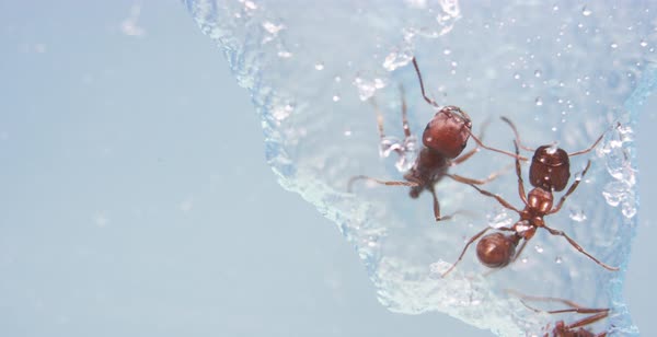 Extreme close up of red ants and their segmented anatomy seen in an ant ...