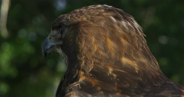 Alert Swainson's Hawk turning its head from back to profile. - Stock ...