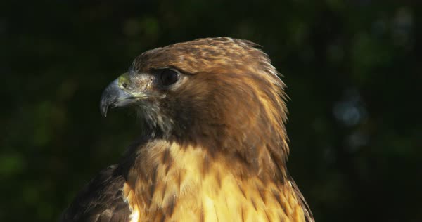 Swainson's Hawk pivots in profile. - 4K Rights-managed Stock Video ...