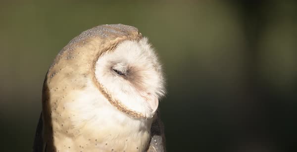 A Barn Owl blinks and turns to face the camera while resting in the ...