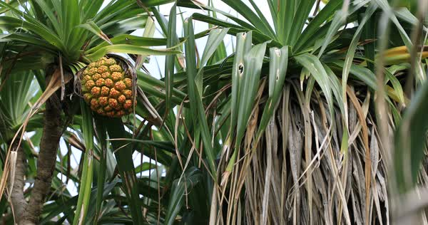 Tropical fruits at Ohama beach in Amami oshima Kagoshima - 4K Royalty ...