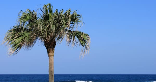 Palm tree near the beach in Amami oshima Tokyo - 4K Royalty-free Stock ...