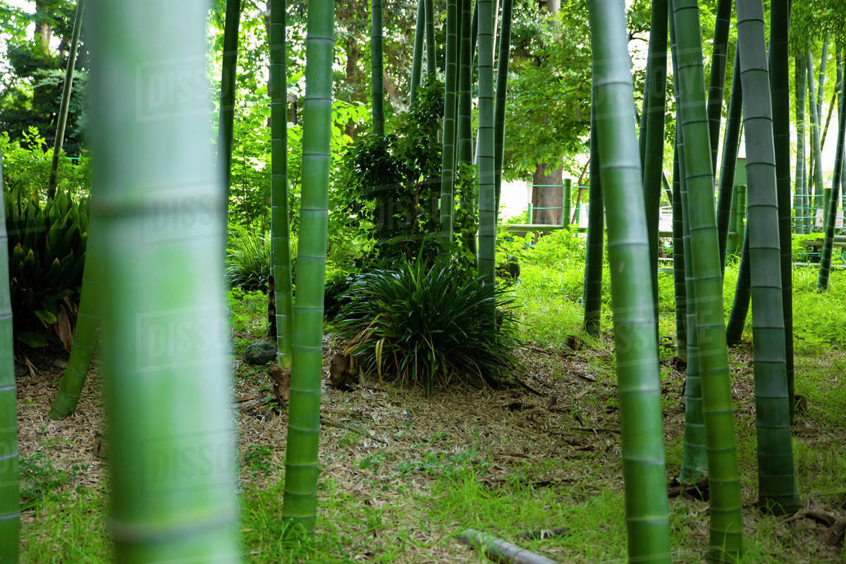 Bamboo Forest Ecosystem