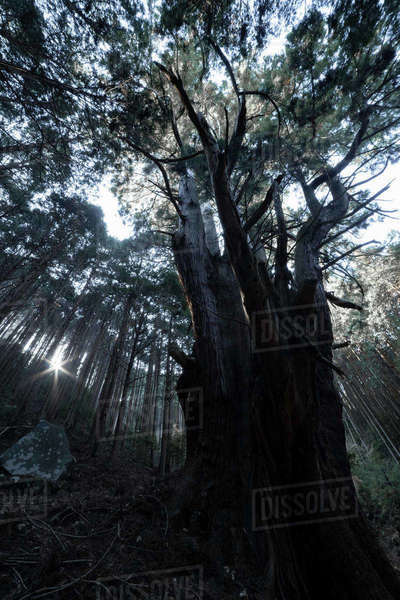A Japanese big cedar tree in the mysterious forest daytime - Stock ...