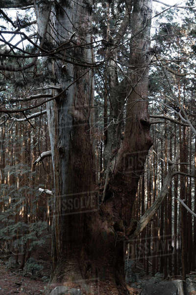 A Japanese big cedar tree in the mysterious forest daytime - Stock ...