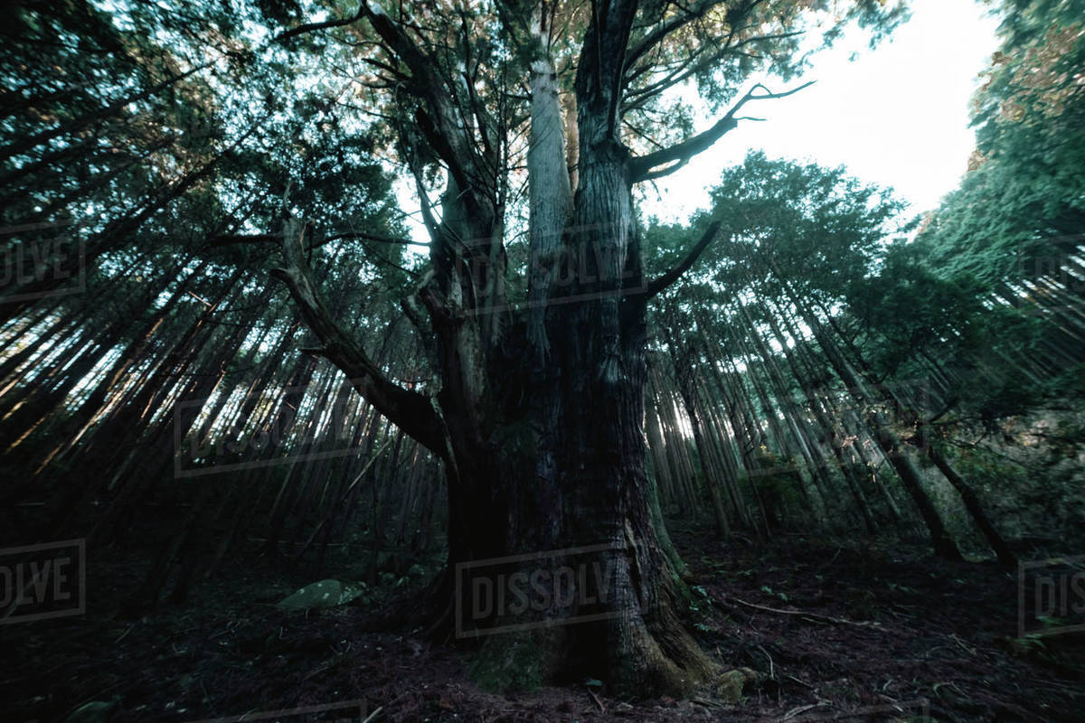 A Japanese big cedar tree in the mysterious forest daytime - Stock ...
