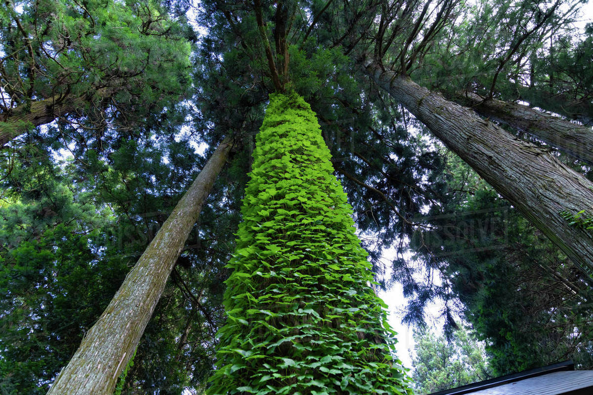 A beautiful tall cedar tree at the countryside in Japan low angle ...