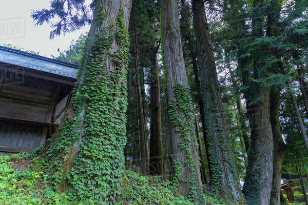 A beautiful tall cedar tree at the countryside in Japan telephoto shot ...