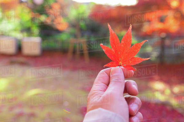 Red leaf with hand at Kasagiyama momiji park in Kyoto in autumn - Stock ...