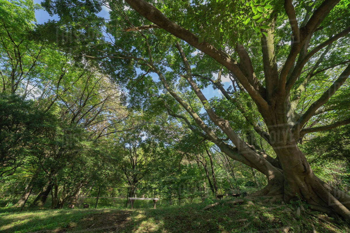 A big Muku tree at the public park in Tokyo wide shot - Royalty-free ...