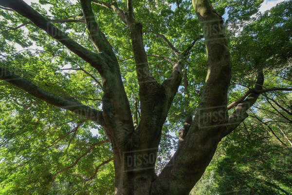 A big Muku tree at the public park in Tokyo wide shot - Royalty-free ...