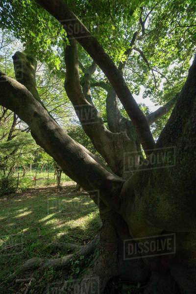 A big Muku tree at the public park in Tokyo wide shot - Royalty-free ...