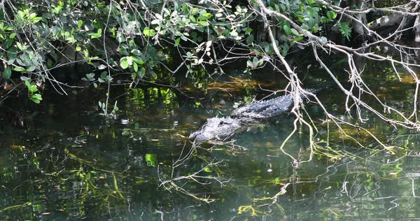 Florida Everglades Alligator in swamp river. Everglade National Park ...