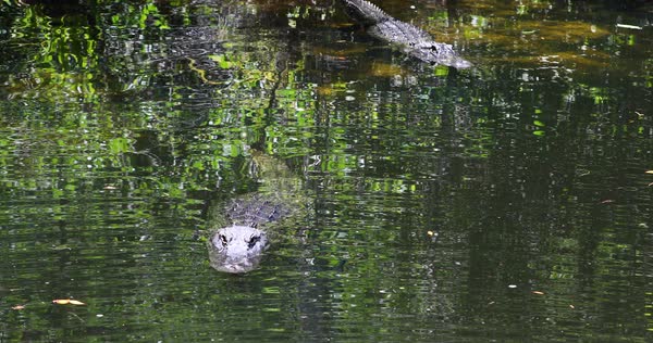 Florida Everglades Alligator resting in swamp water. Everglade National ...