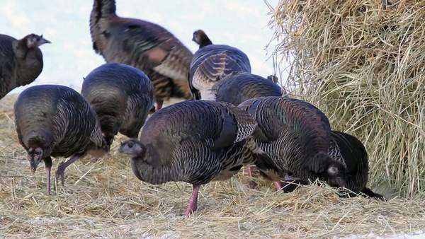 Wild turkey near a farmer field walking, flying and scratching in ...