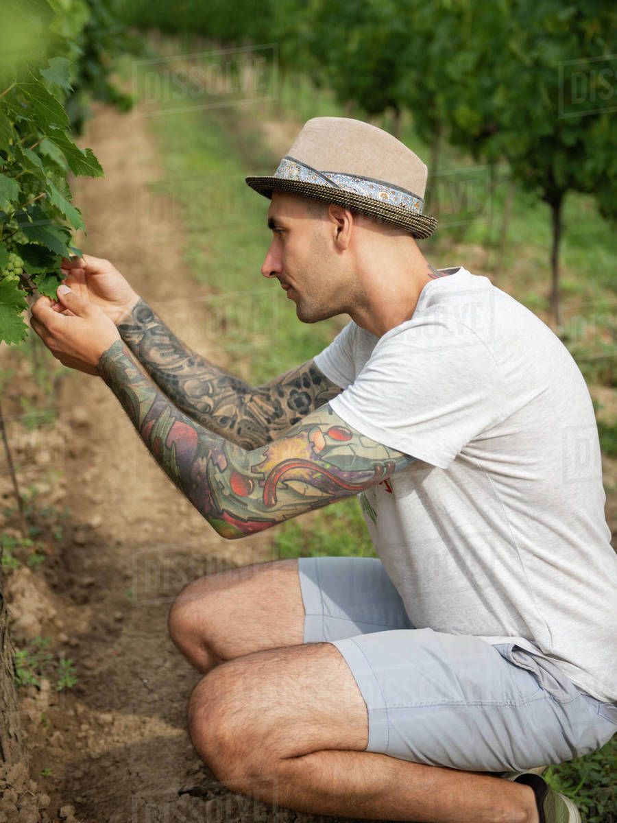 Male grape picker at work selecting bunches of grapes on the vine ...