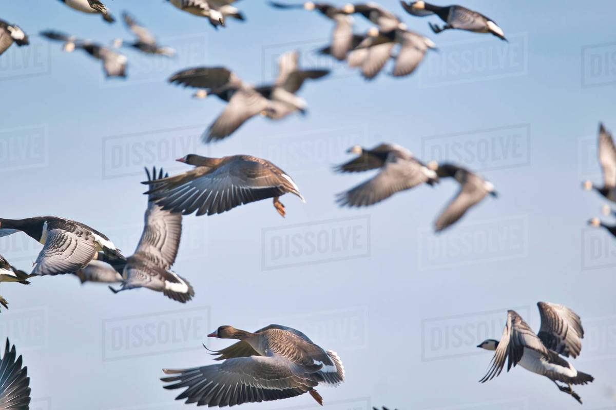 Flock of Barnacle geese in flight, East Frisia, Lower Saxony, Germany ...