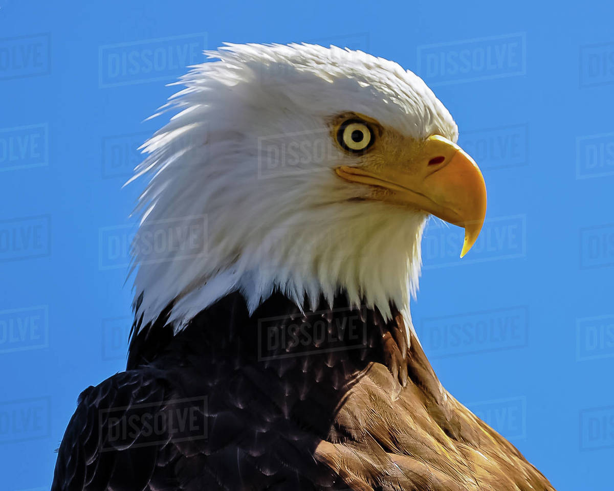 Close-Up portrait of a Bald Eagle, British Columbia, Canada - Royalty ...