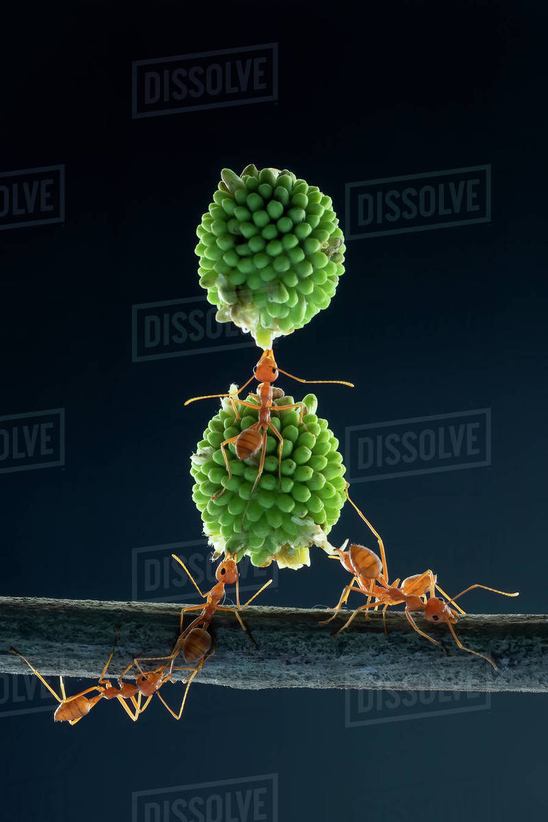 Five ants on a branch carrying mimosa seeds, Indonesia - Stock Photo ...