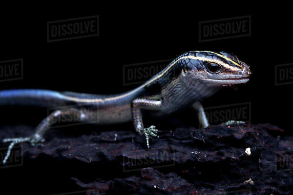 Close-up of a blue tail skink (Cryptoblepharus egeriae) on a rock ...