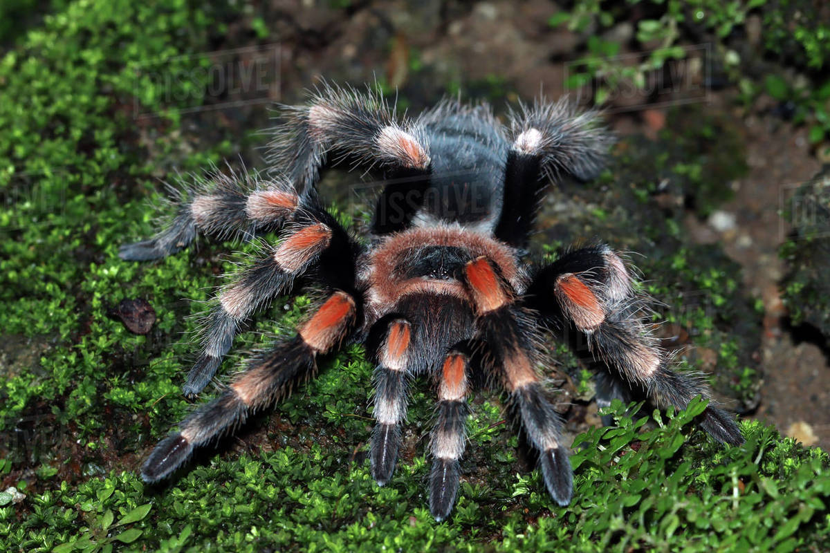 Close-Up of a Mexican Red Knee Tarantula on moss, Indonesia - Stock ...