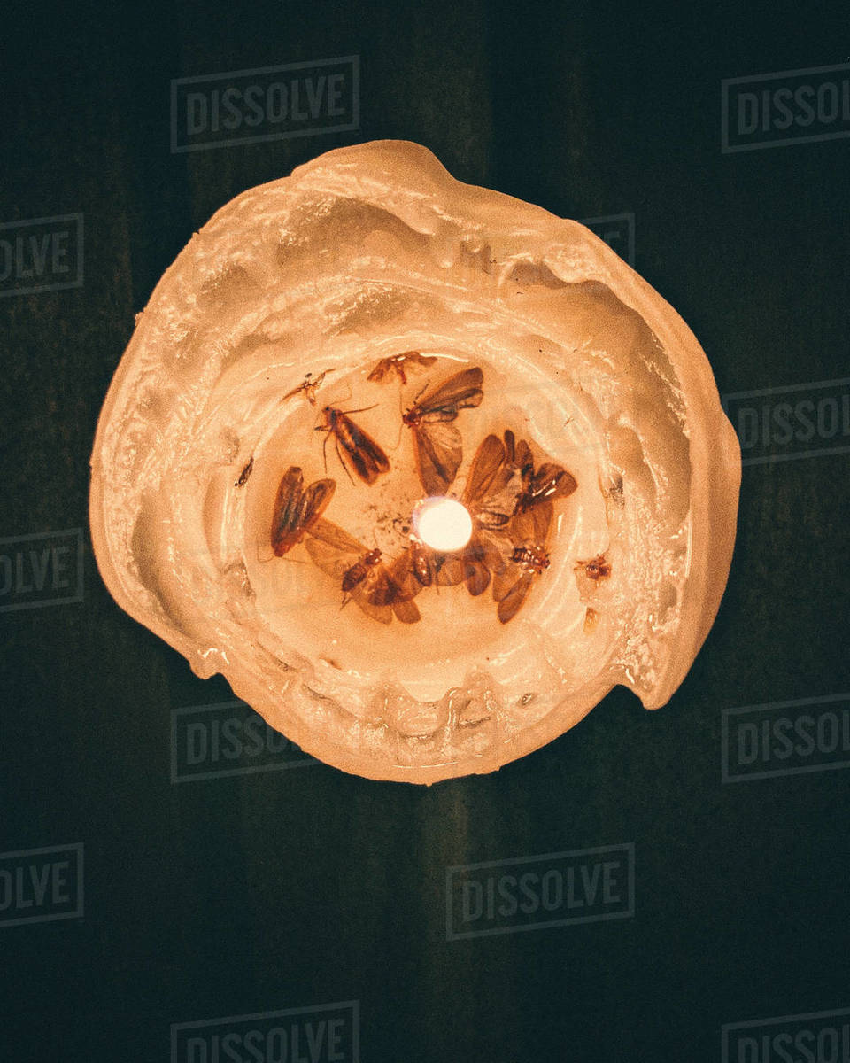 Overhead view of dead flies, moths and insects in a candle - Royalty ...